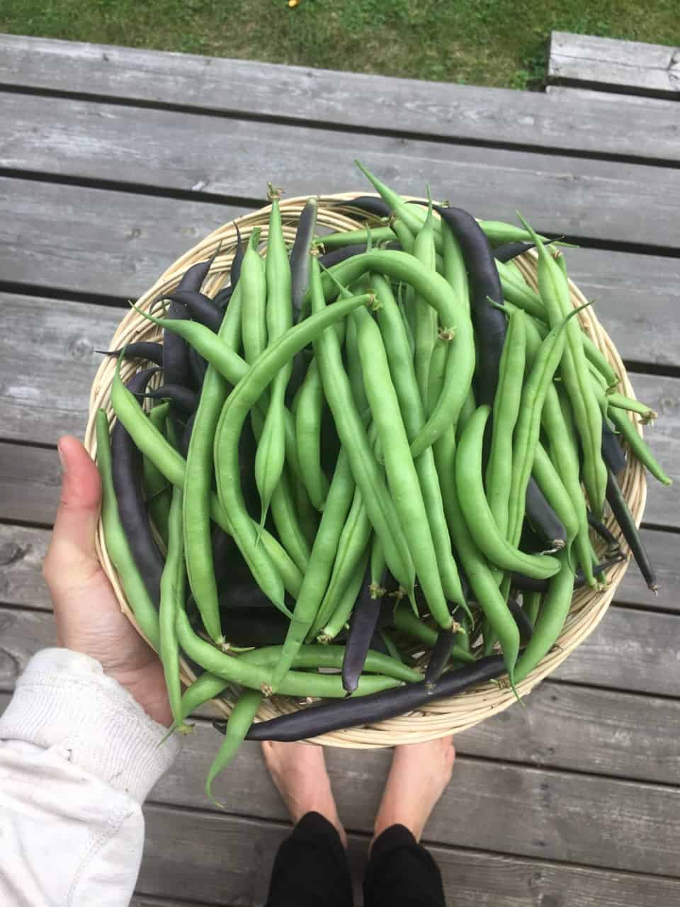 Garden Plan and Sowing Schedule for 2020 - Live Slow Run Far